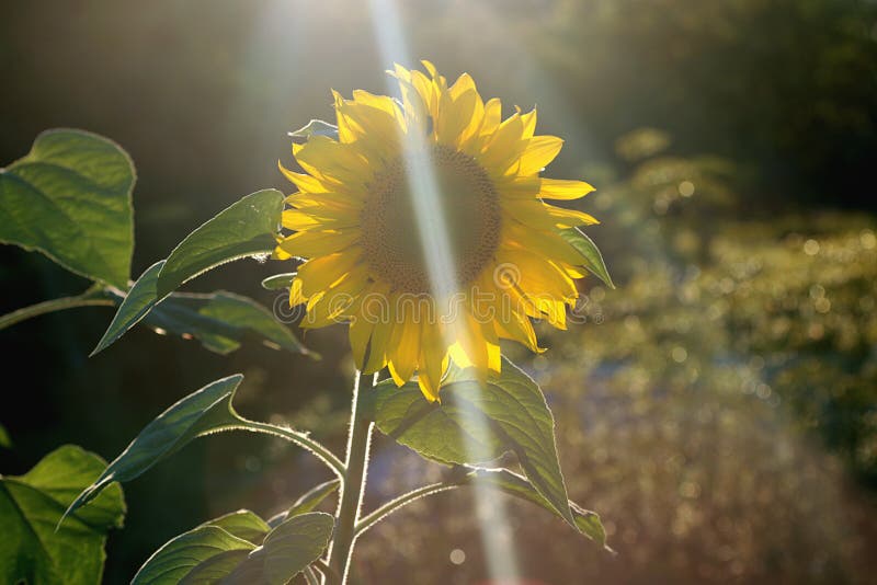 Large Buds Sunflowers at Sunset Stock Photo - Image of nature ...