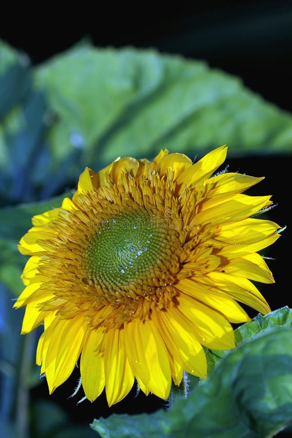 Large Buds Sunflowers at Sunset Stock Photo - Image of agriculture ...