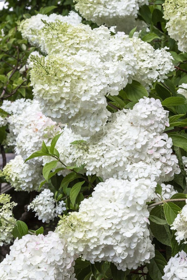 Large Buds of White Hydrangeas on Green Branches Stock Image - Image of ...
