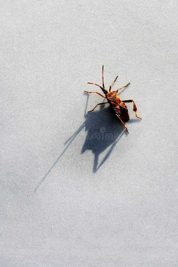 Large Bug Insect on White Background with Shadow Stock Photo - Image of ...