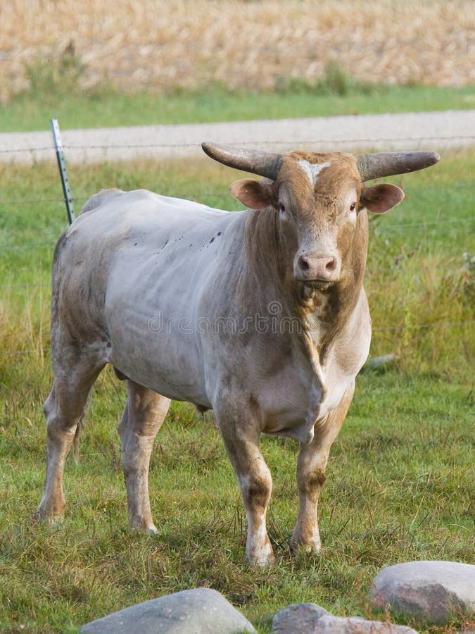 Large Bull stock image. Image of mean, bull, bucking - 26901547