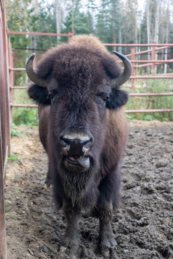 Large Bull Bison in the National Park Behind a Grate Fence Stock Photo ...