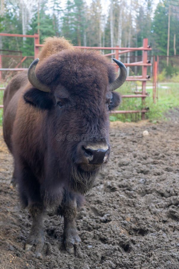 Large Bull Bison in the National Park Behind a Grate Fence Stock Image ...