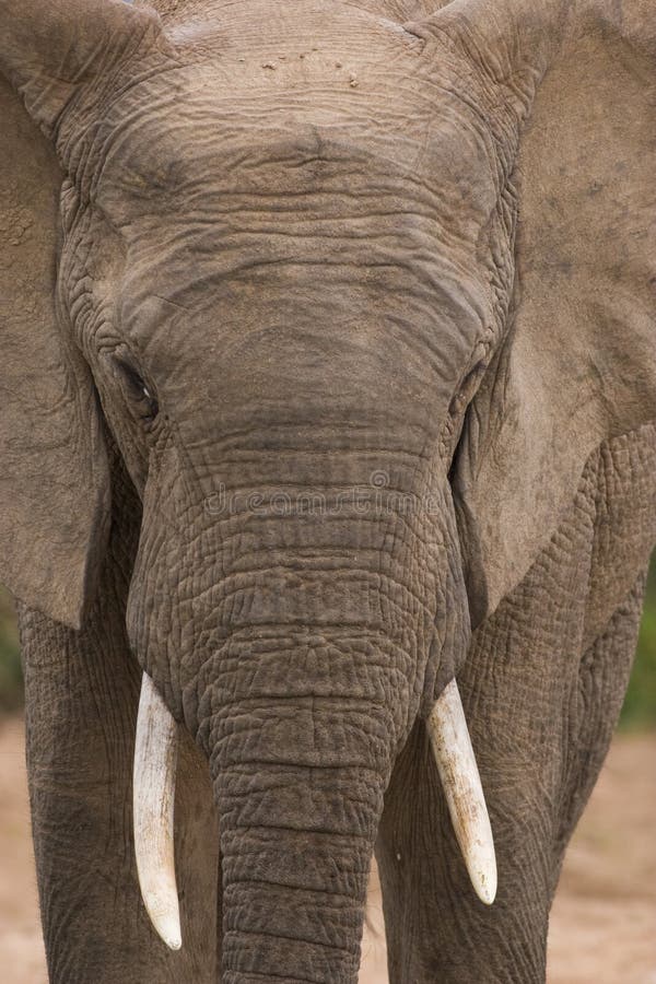 Large bull elephant stock photo. Image of animal, male - 13061814