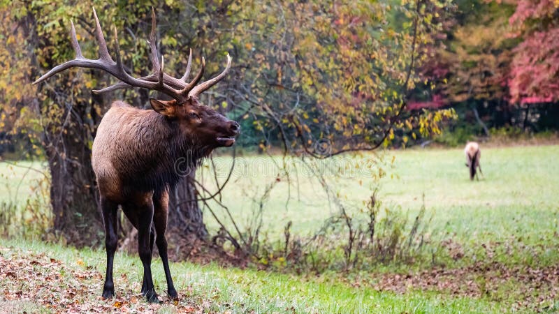 Large Bull Elk Bugling Over His Harem during the Autumn Rut Stock Photo ...
