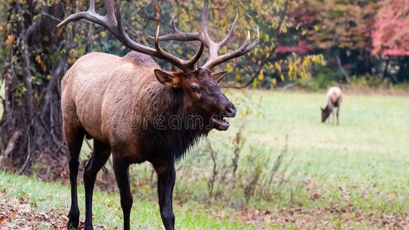 Large Bull Elk Bugling Over His Harem during the Autumn Rut Stock Photo ...