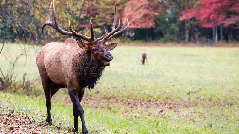 Large Bull Elk Bugling Over His Harem during the Autumn Rut Stock Photo ...