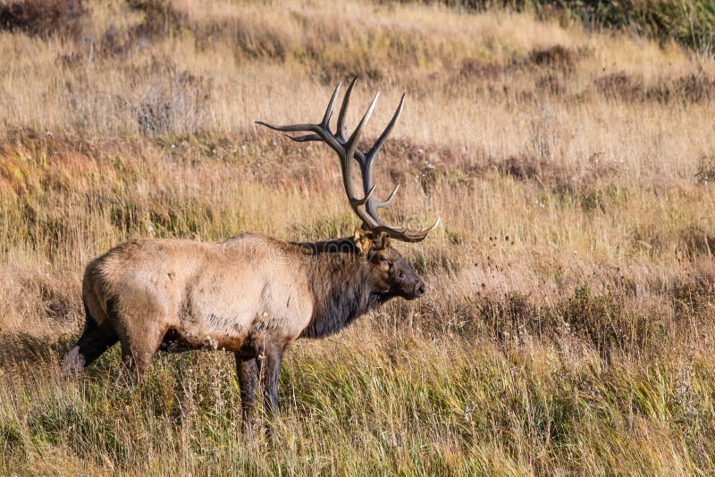 Large Bull Elk stock photo. Image of colorado, landscape - 80754402