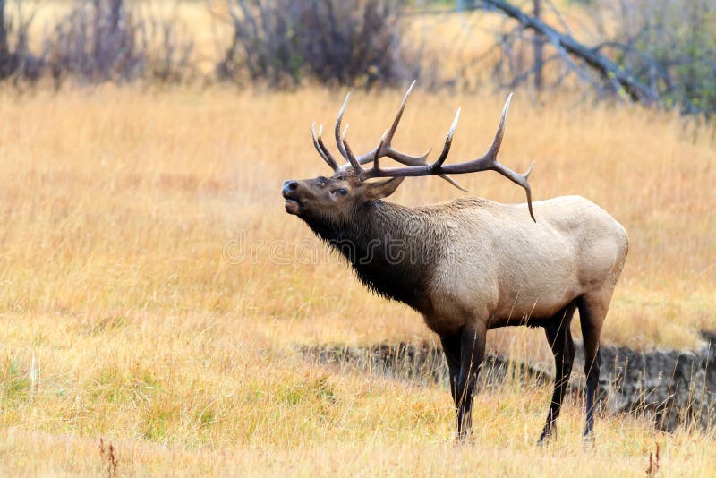 Bull Elk in Rut stock image. Image of herbivores, rutting - 124645289