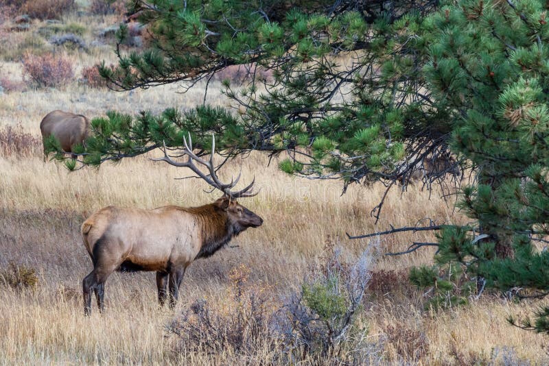 Large 6x6 Bull Elk stock photo. Image of bull, colorado - 80752344