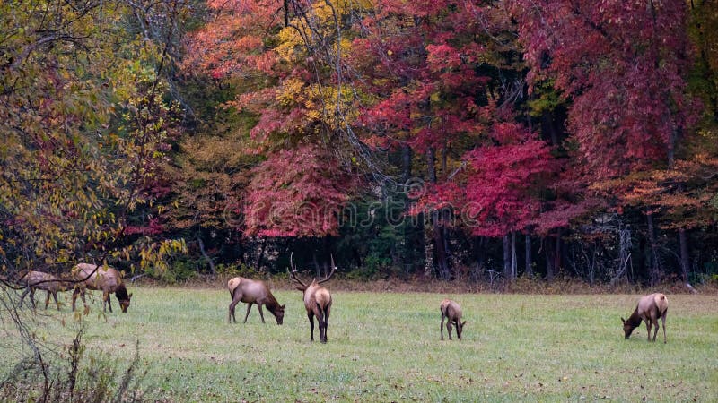 Large Bull Elk Watching Over His Harem during the Autumn Rut Stock ...