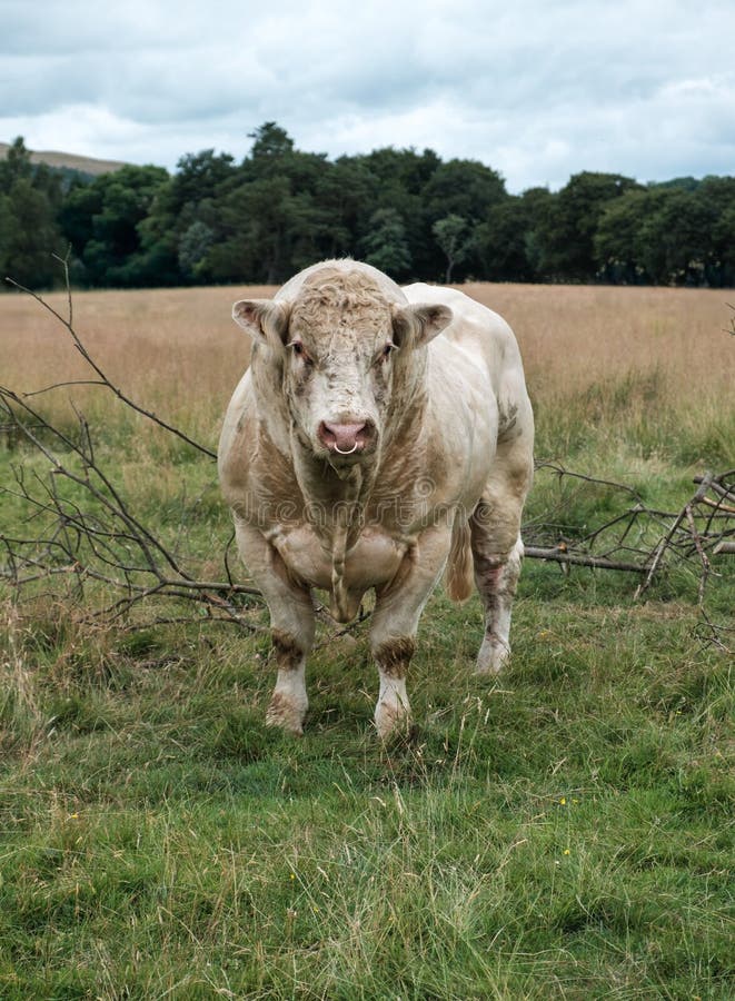 Large Bull in a Field stock image. Image of livestock - 353153233