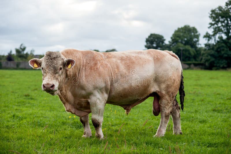 Large bull in a field stock photo. Image of muscular - 33192636