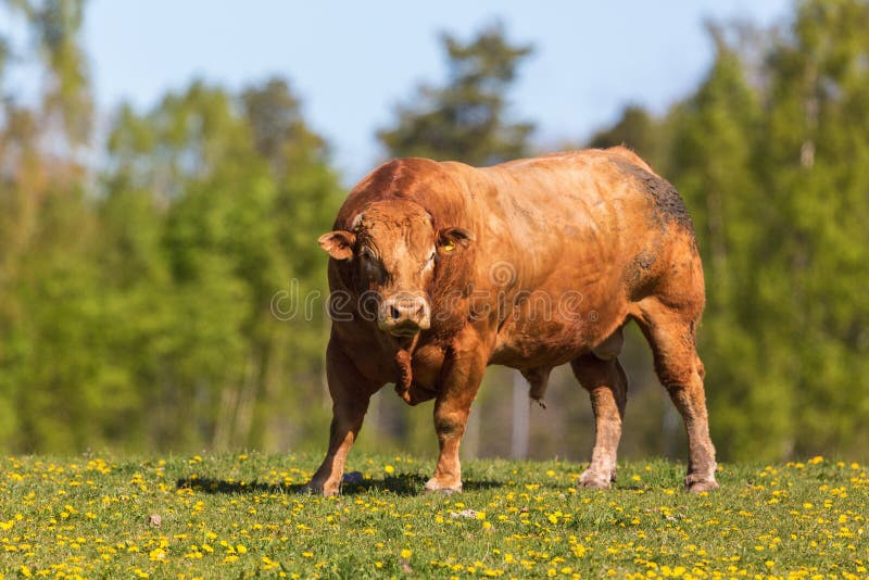 Large bull on a field stock image. Image of farmland - 53155085