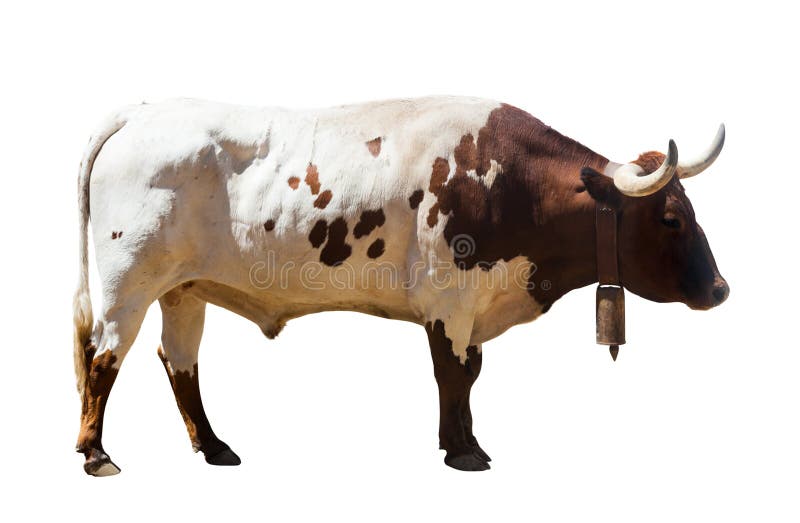 Large Bull, Isolated Over White Background Stock Image - Image of farm ...