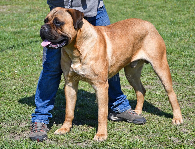 Large bull mastiff dog stock photo. Image of young, bull - 145644828