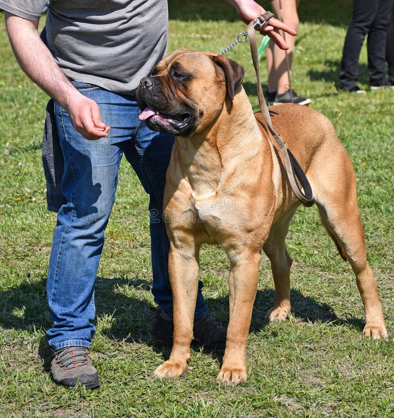 Large bull mastiff dog stock photo. Image of young, bull - 145644828