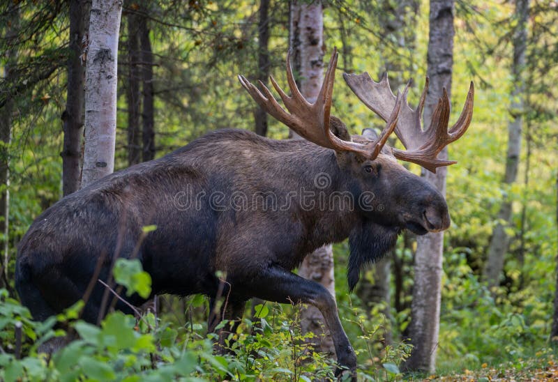 Large Bull Moose Coming Out of a Forest Stock Image - Image of gloria ...