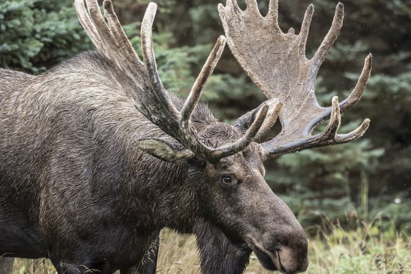 Large Bull Moose stock image. Image of bull, brush, meadow - 76592107