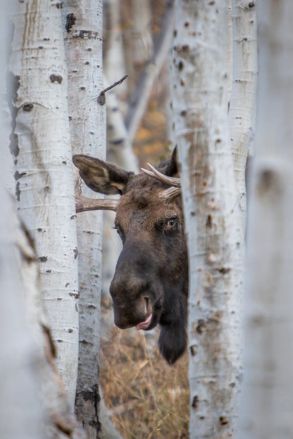 Large Bull Moose Looking between Aspen Trees Stock Photo - Image of ...