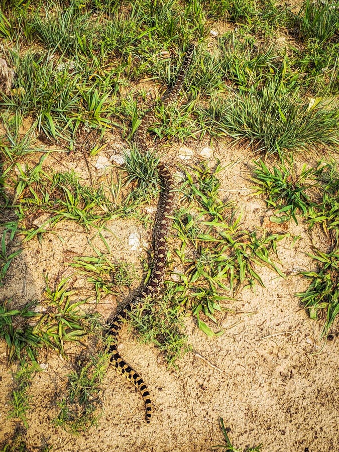 Large Bull Snake stock image. Image of forest, shrub - 235869137