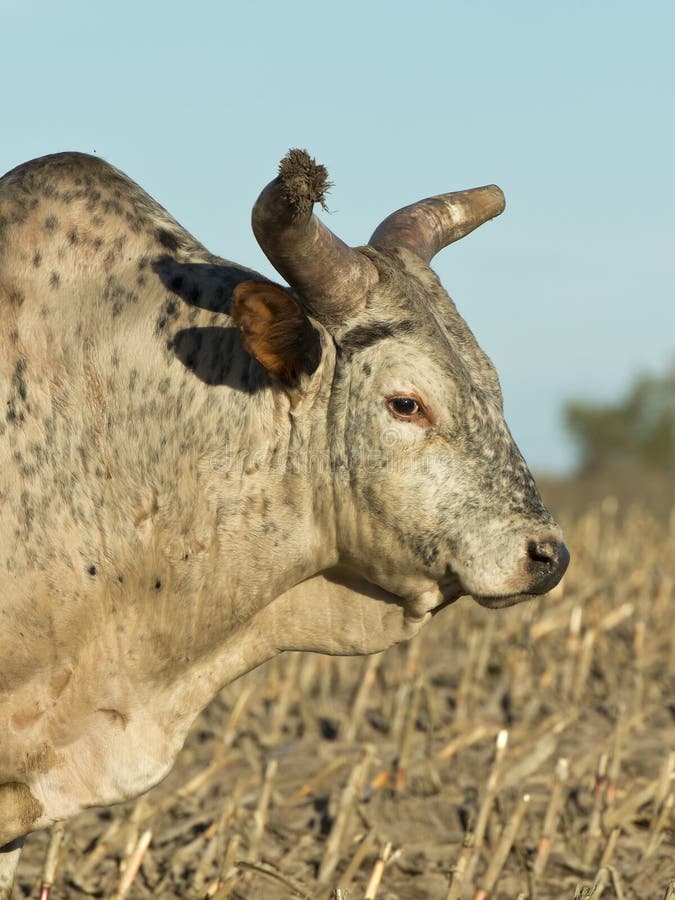 Large Bull stock image. Image of mean, bull, bucking - 26901547