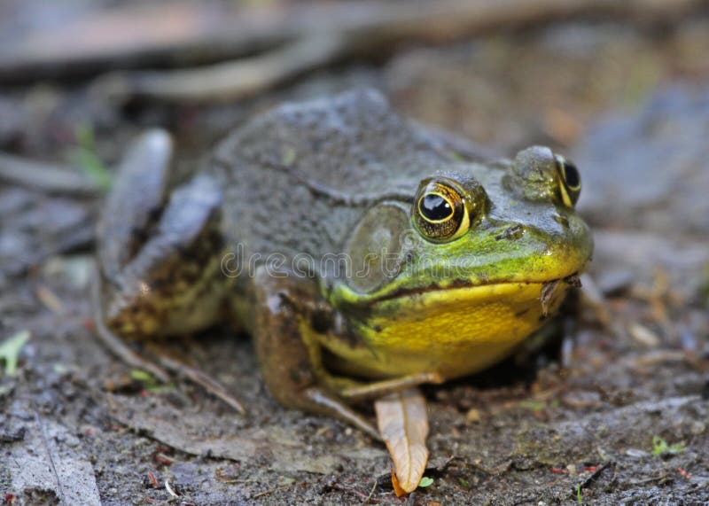 Large Bullfrog in Pond Next To Lily Pads with Head Above Water Stock ...