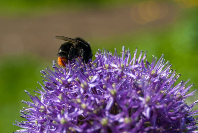 Large Bumblebee on a Beautiful Purple Flower Close-up Stock Image ...