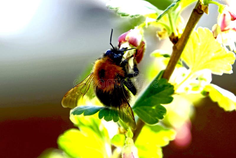Large Bumblebee on a Flower Stock Photo - Image of flowers, summer ...