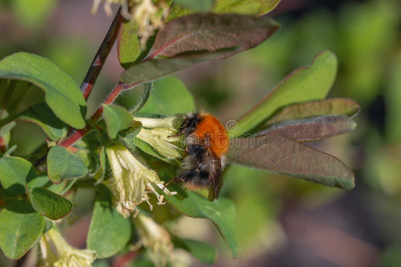 Large Bumblebee on a Honeysuckle Flower.Close Up. Insect Pollinating ...