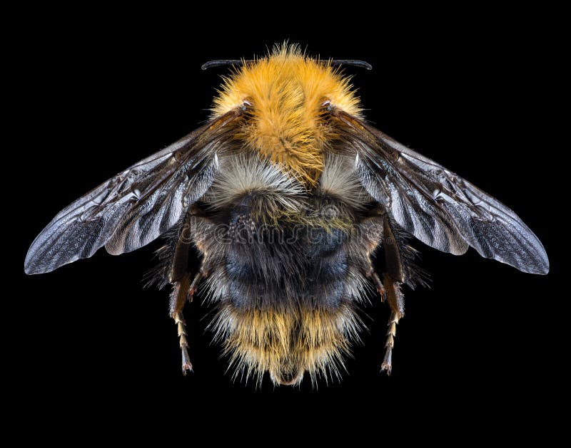 Large Bumblebee Top View on Black Stock Image - Image of wing, fluffy ...