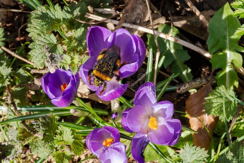 A Large Bumblebee Seeks Nectar Inside a Crocus Stock Image - Image of ...