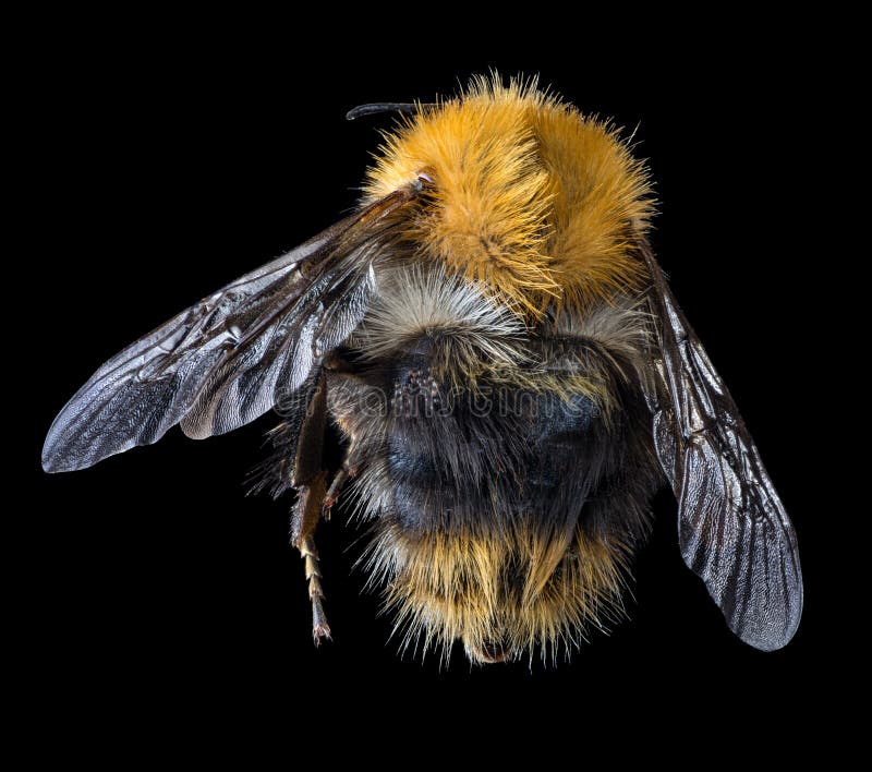 Large Bumblebee Top View Isolated on Black Stock Image - Image of hairy ...