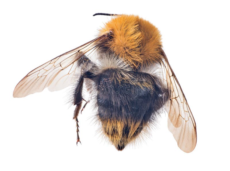 Large Bumblebee Top View Isolated On White Stock Image - Image of ...
