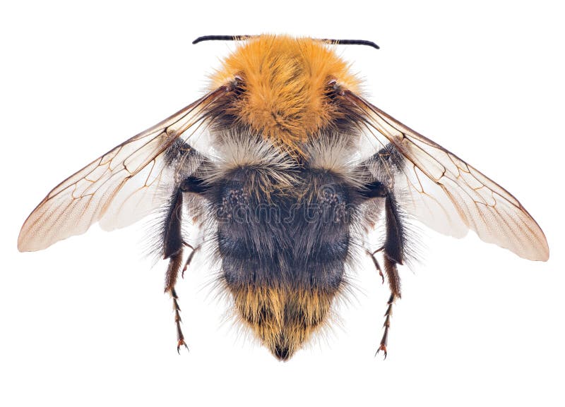 Large Bumblebee Top View on Black Stock Image - Image of wing, fluffy ...