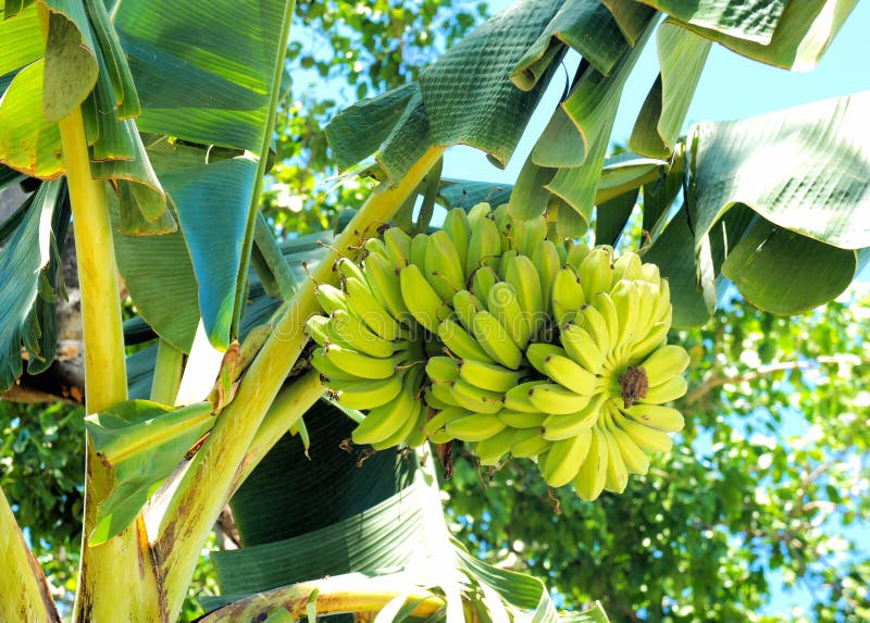 Banana Tree in Philippines stock image. Image of images - 106801081