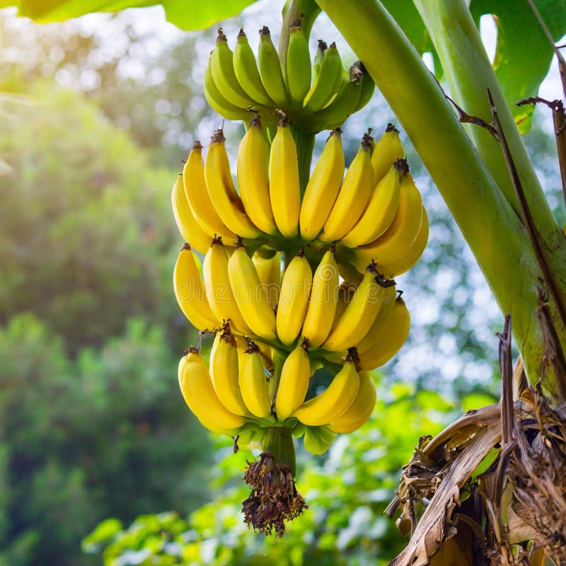 A Large Bunch of Bananas Grows on a Tree. Stock Photo - Image of ripe ...