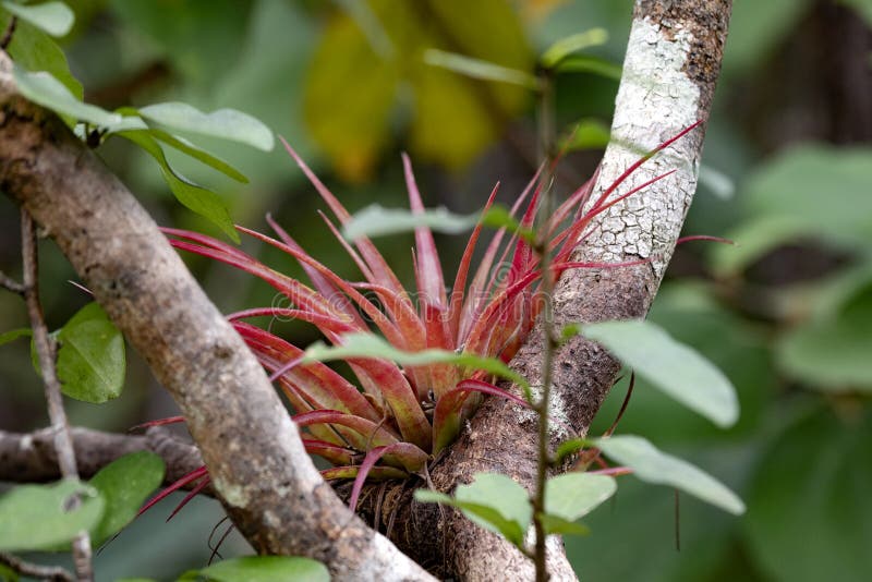 Large Bunch of Beautiful Red Bromeliads on a Trunk. Costa Rica Stock ...