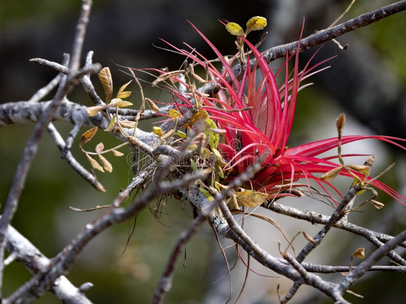 Large Bunch of Beautiful Red Bromeliads on a Trunk. Costa Rica Stock ...