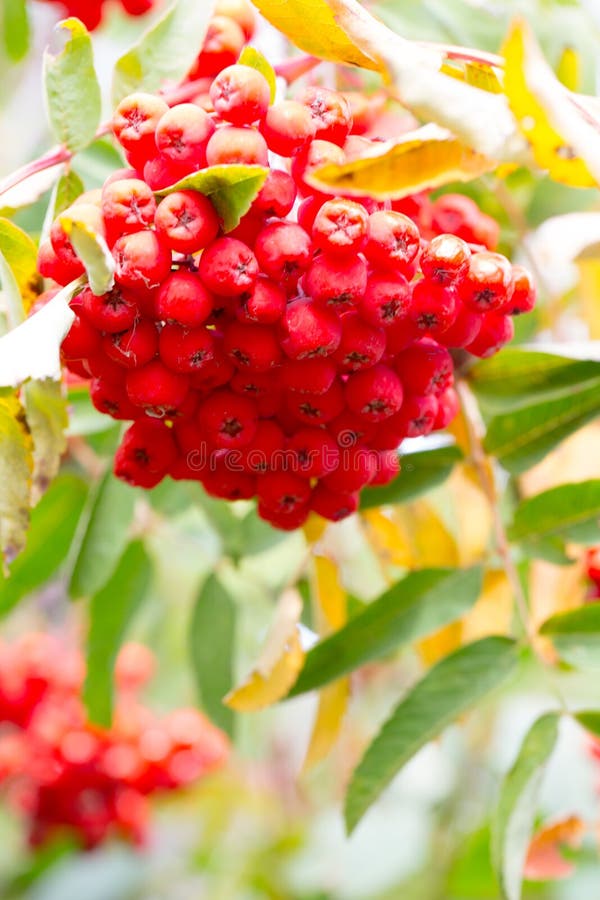 Large Bunch of Beautiful Red Rowan Stock Image - Image of closeup, copy ...