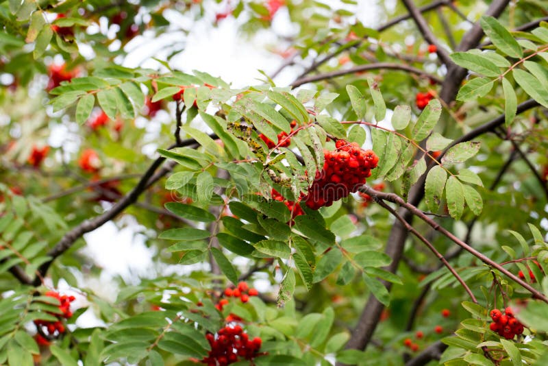 Large Bunch of Beautiful Red Rowan Stock Photo - Image of bright, food ...