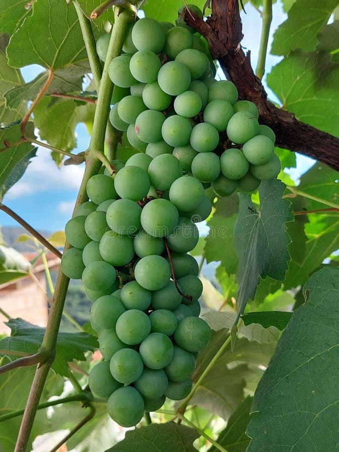 A Large Bunch of Delicious Green Grapes To Make Wine Stock Photo ...