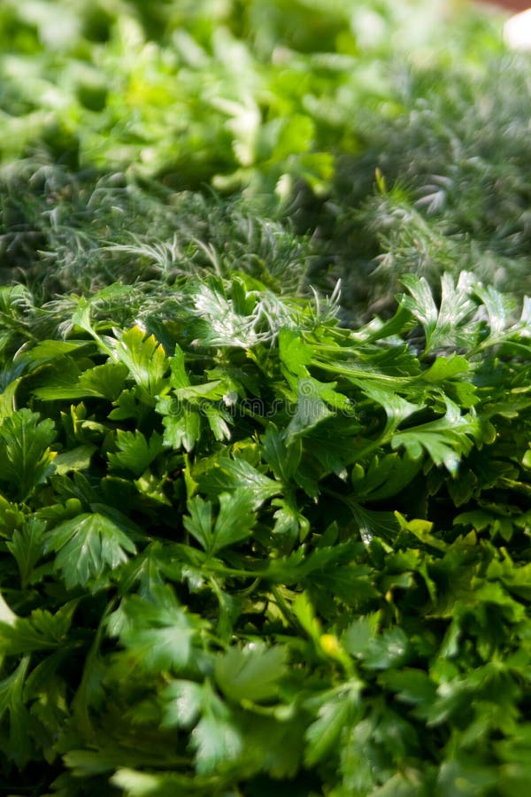 Large Bunch of Dill and Parsley. Stock Image - Image of large, food ...