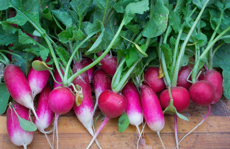 Large Bunch of Fresh Radish Stock Image - Image of ingredient, radishes ...