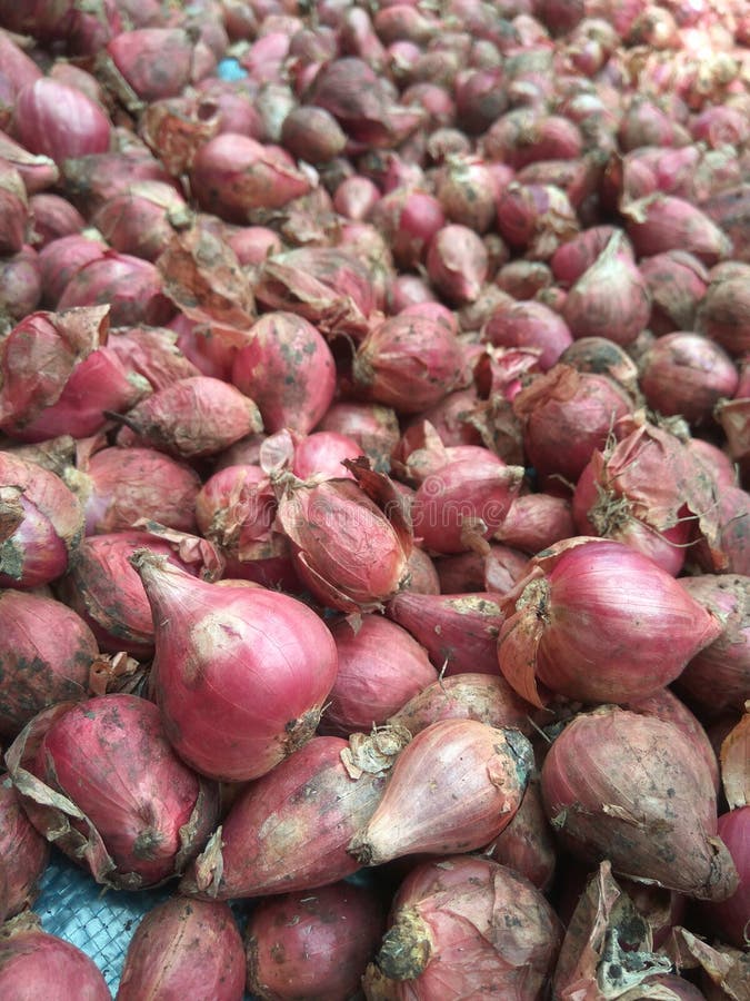 A Large Bunch of Fresh Red Onions Stock Photo - Image of dish, flower ...
