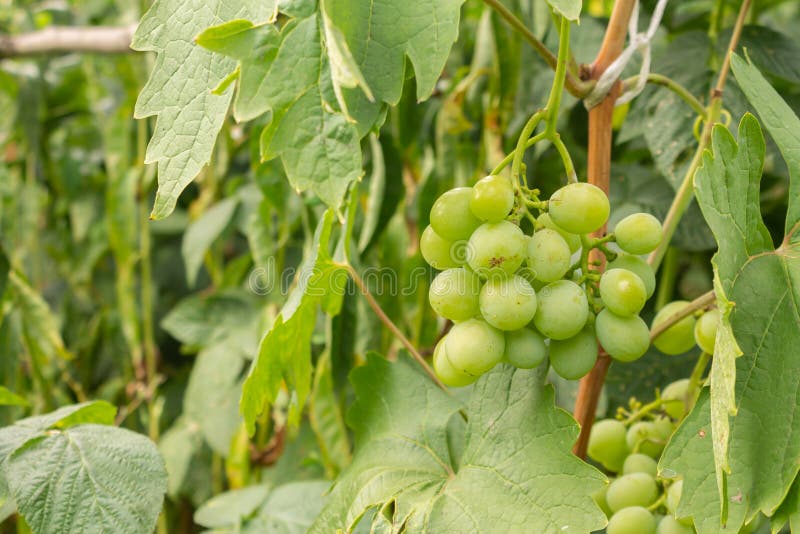 A Large Bunch of Green Grapes Growing on a Vine. Ripe Grapes Stock ...