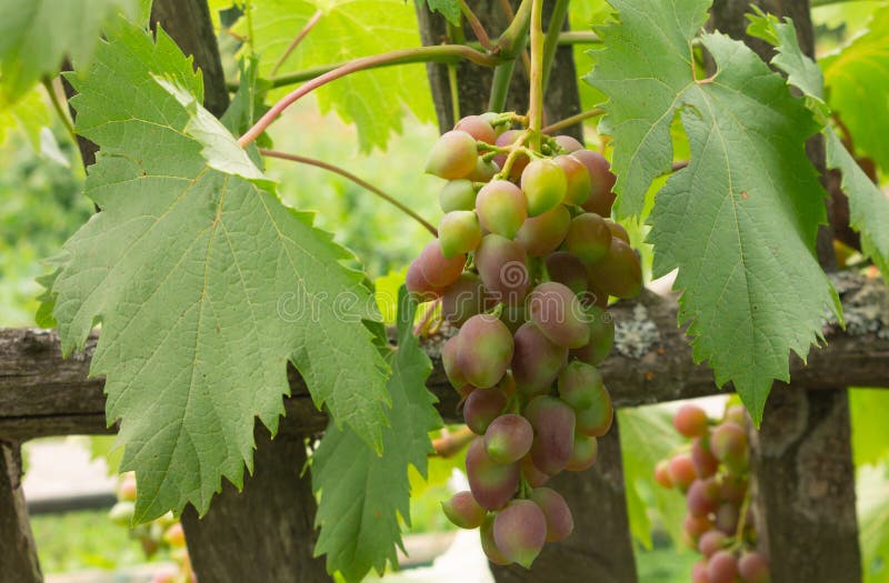 A Large Bunch of Red Grapes Growing on a Vine. Ripe Grapes Stock Image ...