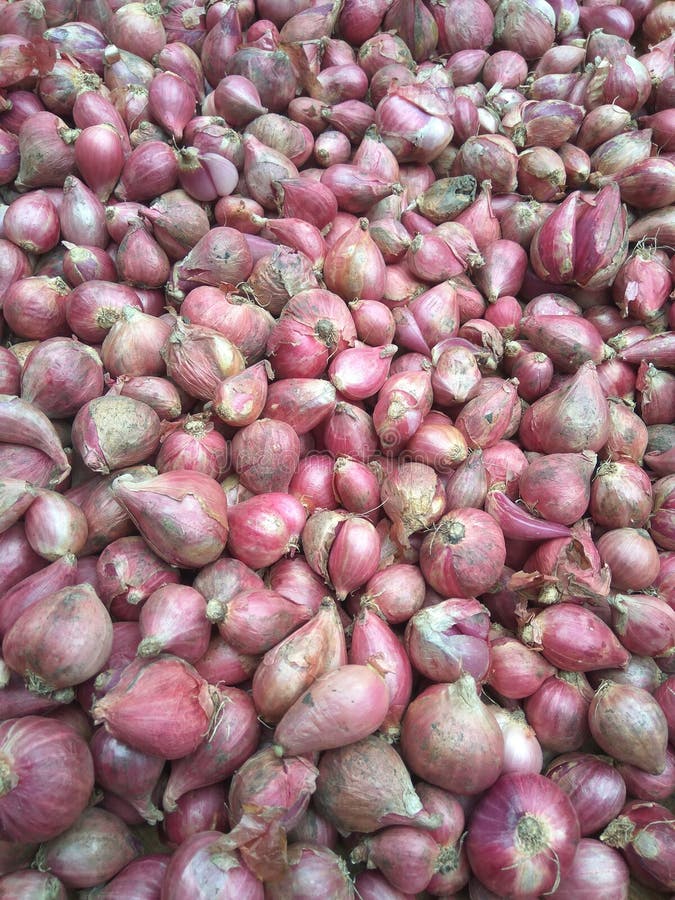 A Large Bunch of Red Onions Stock Image - Image of onion, bunch: 239104711