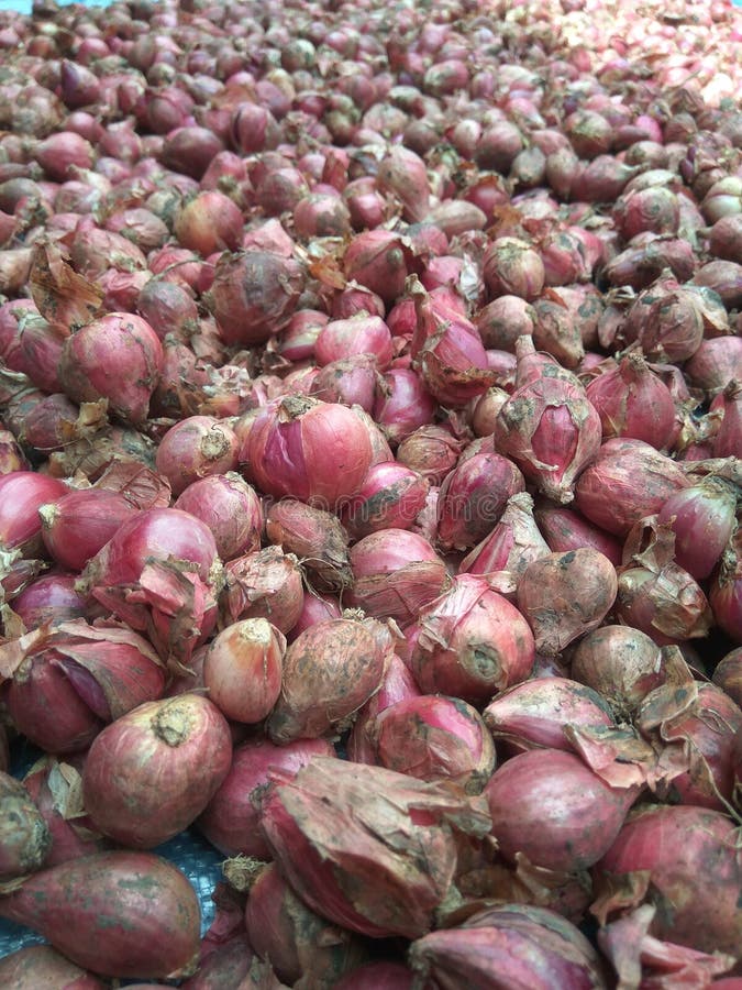 A Large Bunch of Red Onions Stock Image - Image of berry, cuisine ...