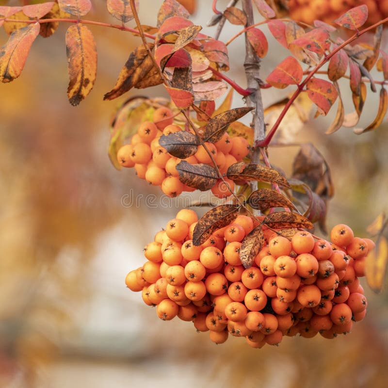 A Large Bunch of Rowan Berries on a Tree. Stock Photo - Image of berry ...